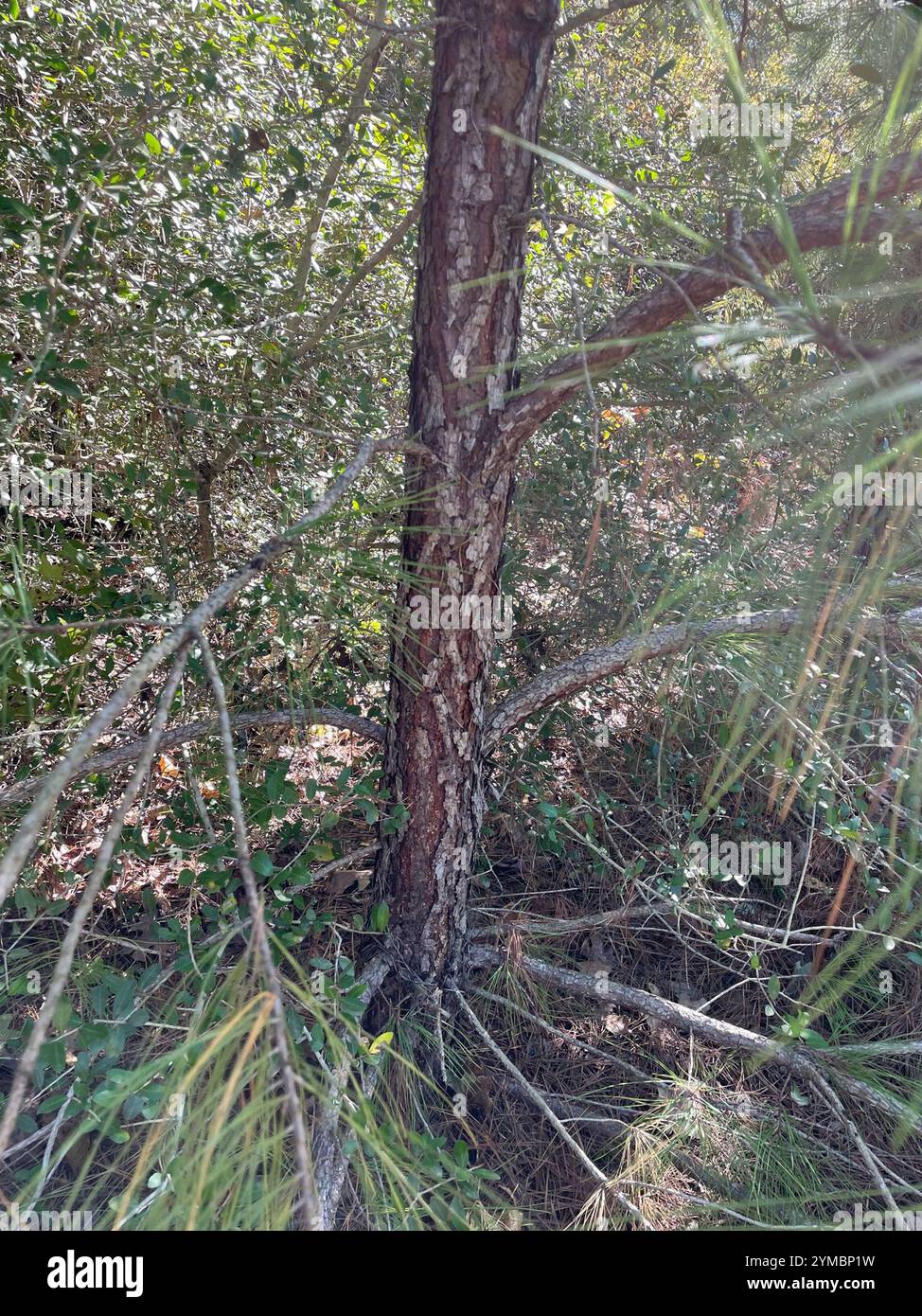 loblolly pine (Pinus taeda Stock Photo - Alamy