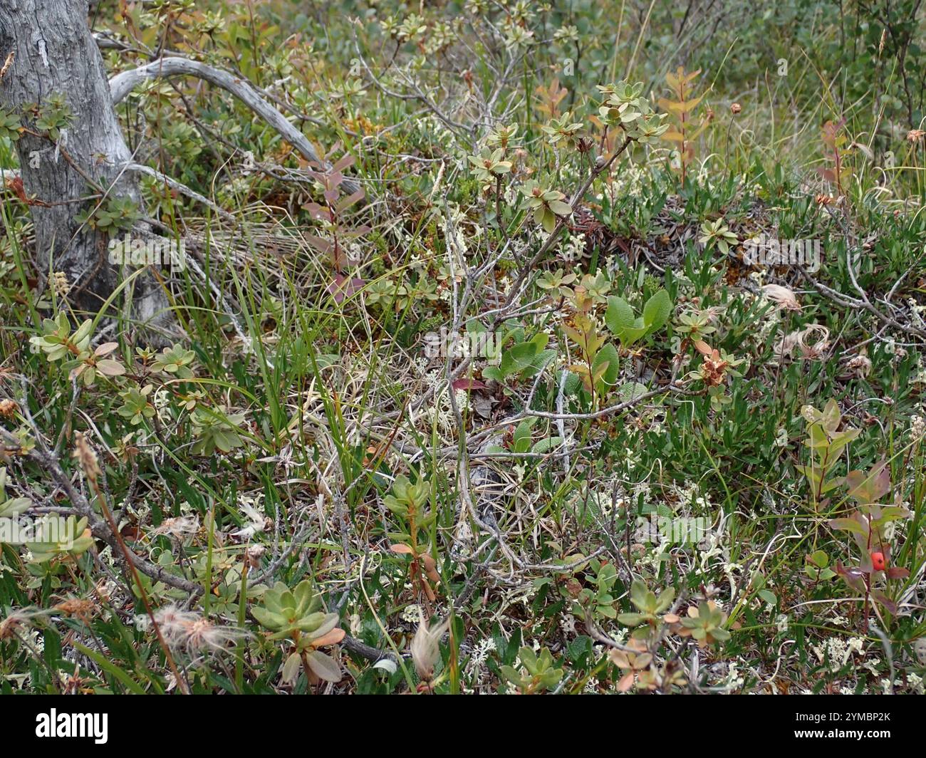 Lapland azalea hi-res stock photography and images - Alamy