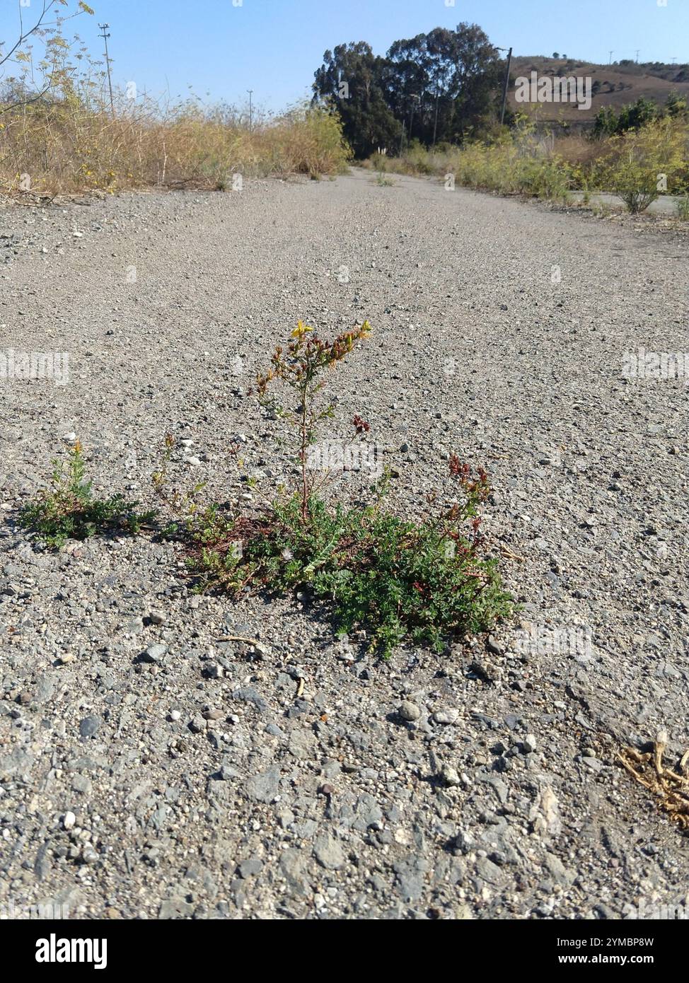 (Hypericum perforatum perforatum Stock Photo - Alamy
