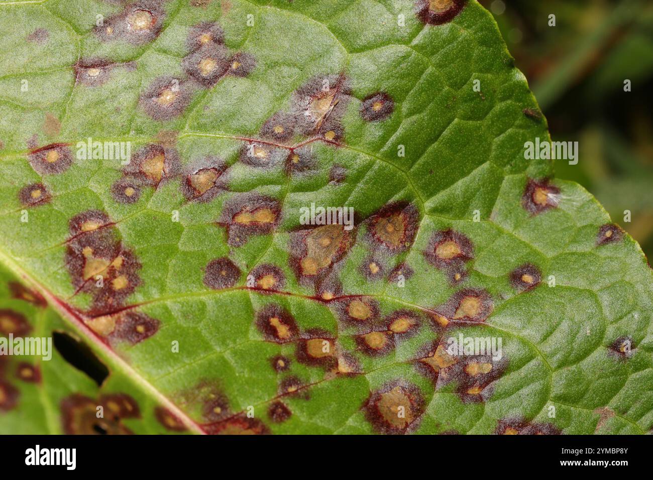 Red Dock Spot (Ramularia rubella Stock Photo - Alamy