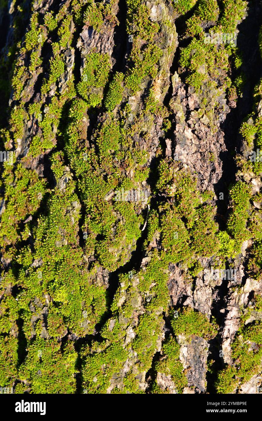 Bright colorful nature under the rays of sunlight. Old, deep tree bark ...