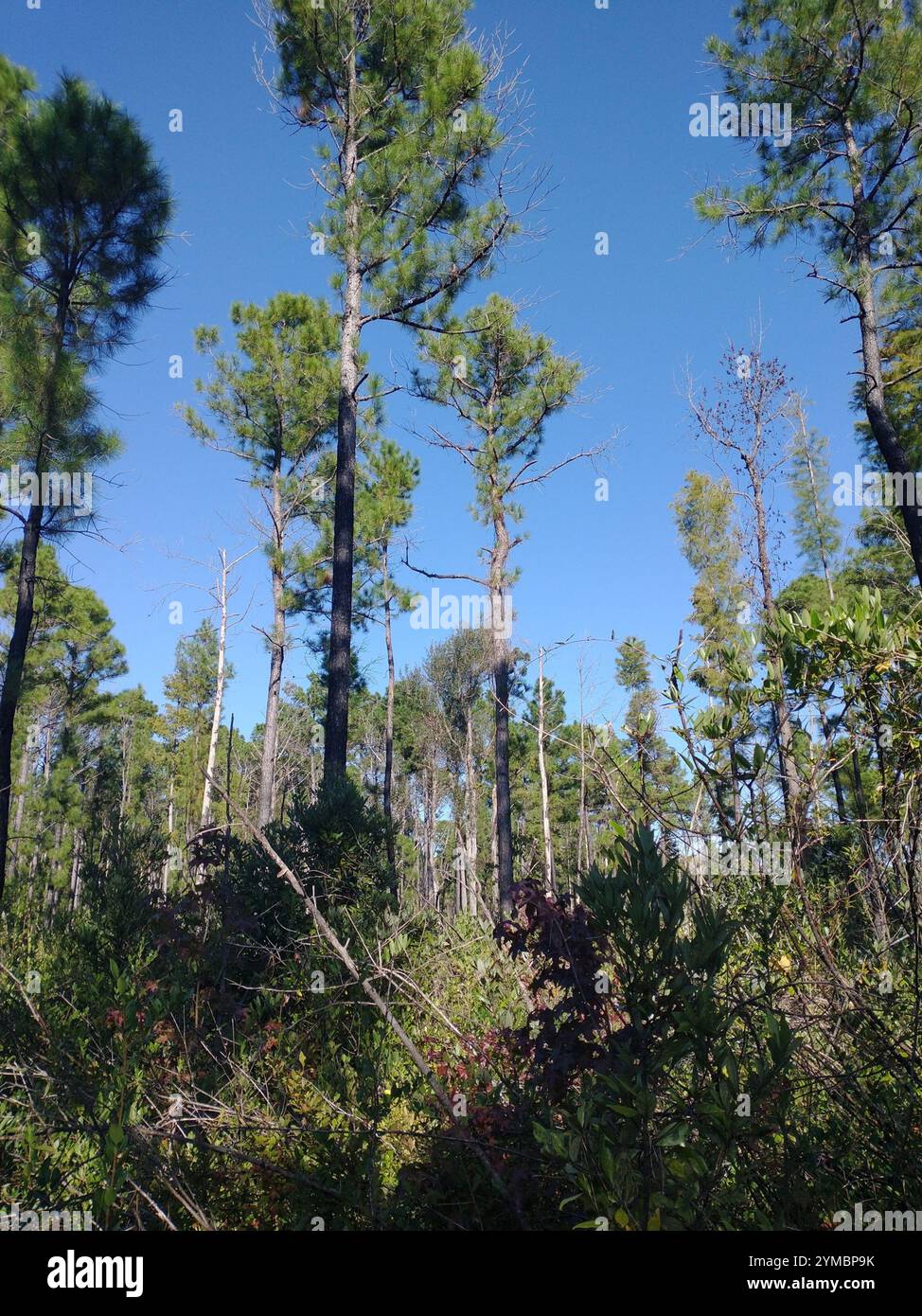 pond pine (Pinus serotina Stock Photo - Alamy