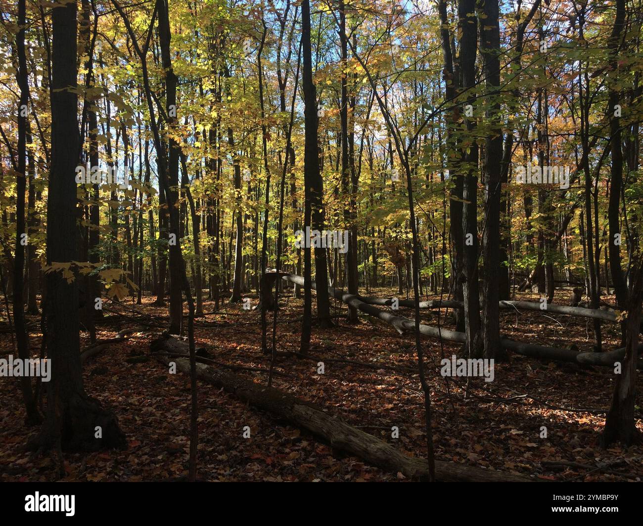 bitternut hickory (Carya cordiformis Stock Photo - Alamy