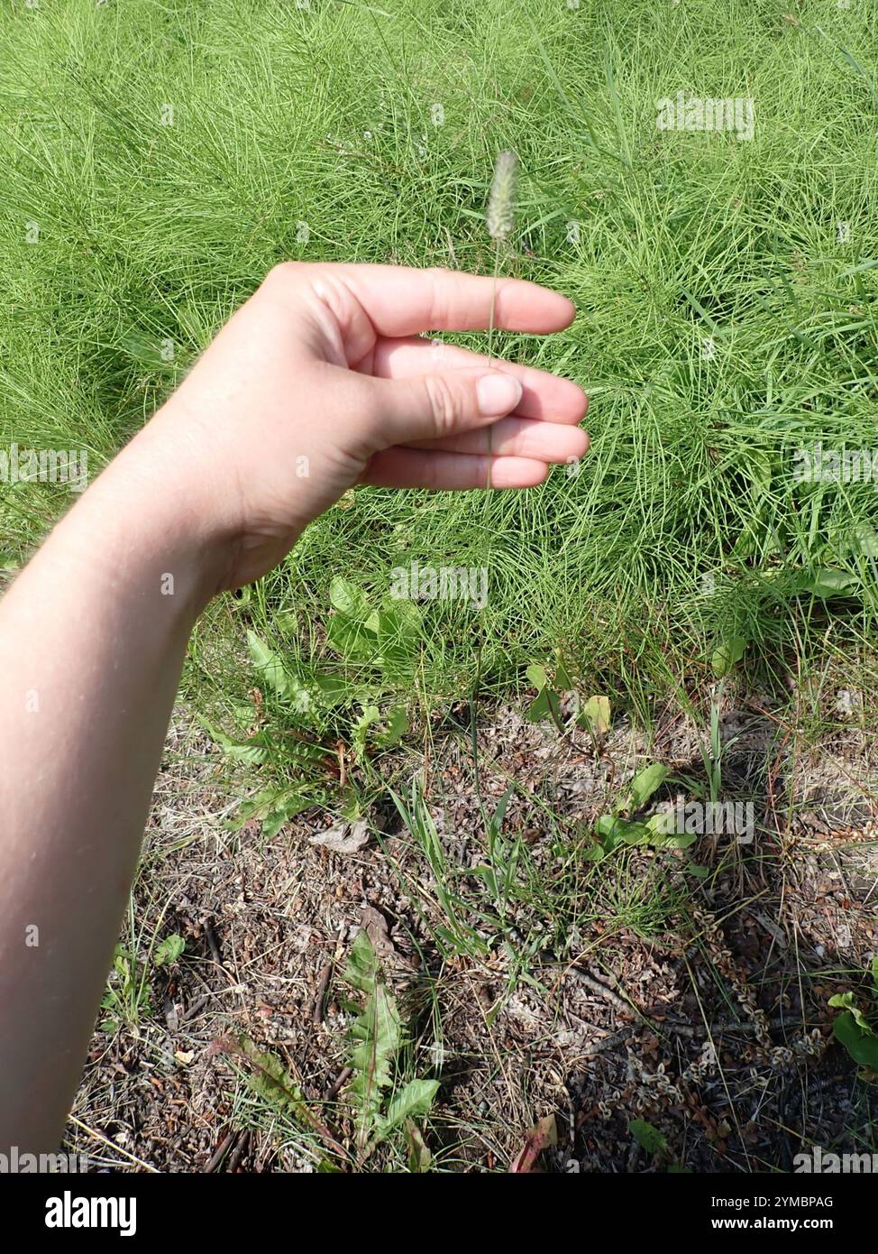 Alpine Timothy (Phleum alpinum Stock Photo - Alamy