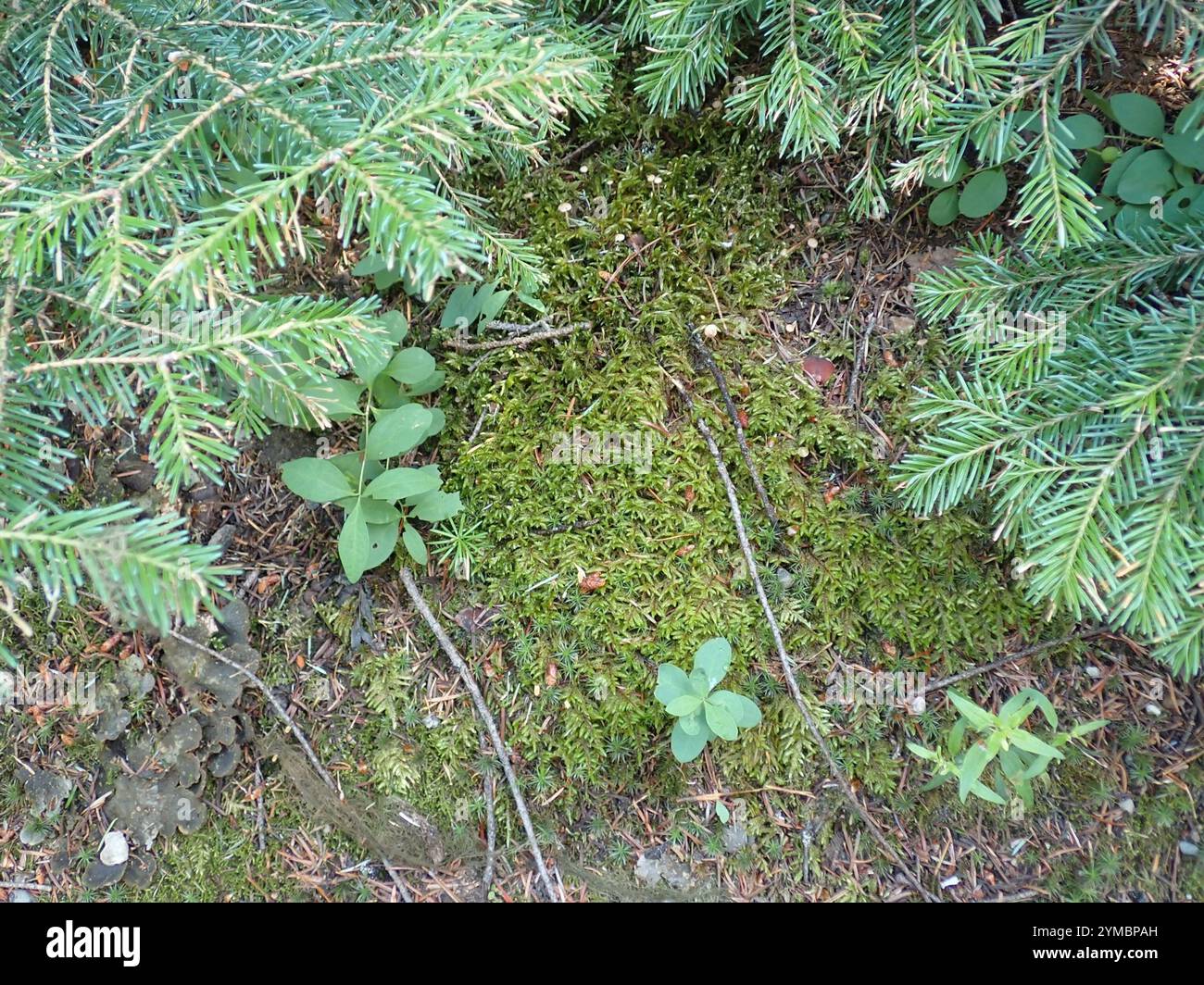 Red-stemmed Feather Moss (Pleurozium schreberi Stock Photo - Alamy