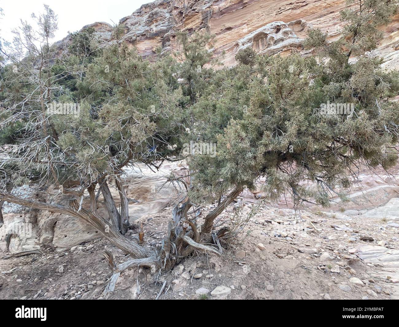 Mediterranean juniper (Juniperus turbinata Stock Photo - Alamy
