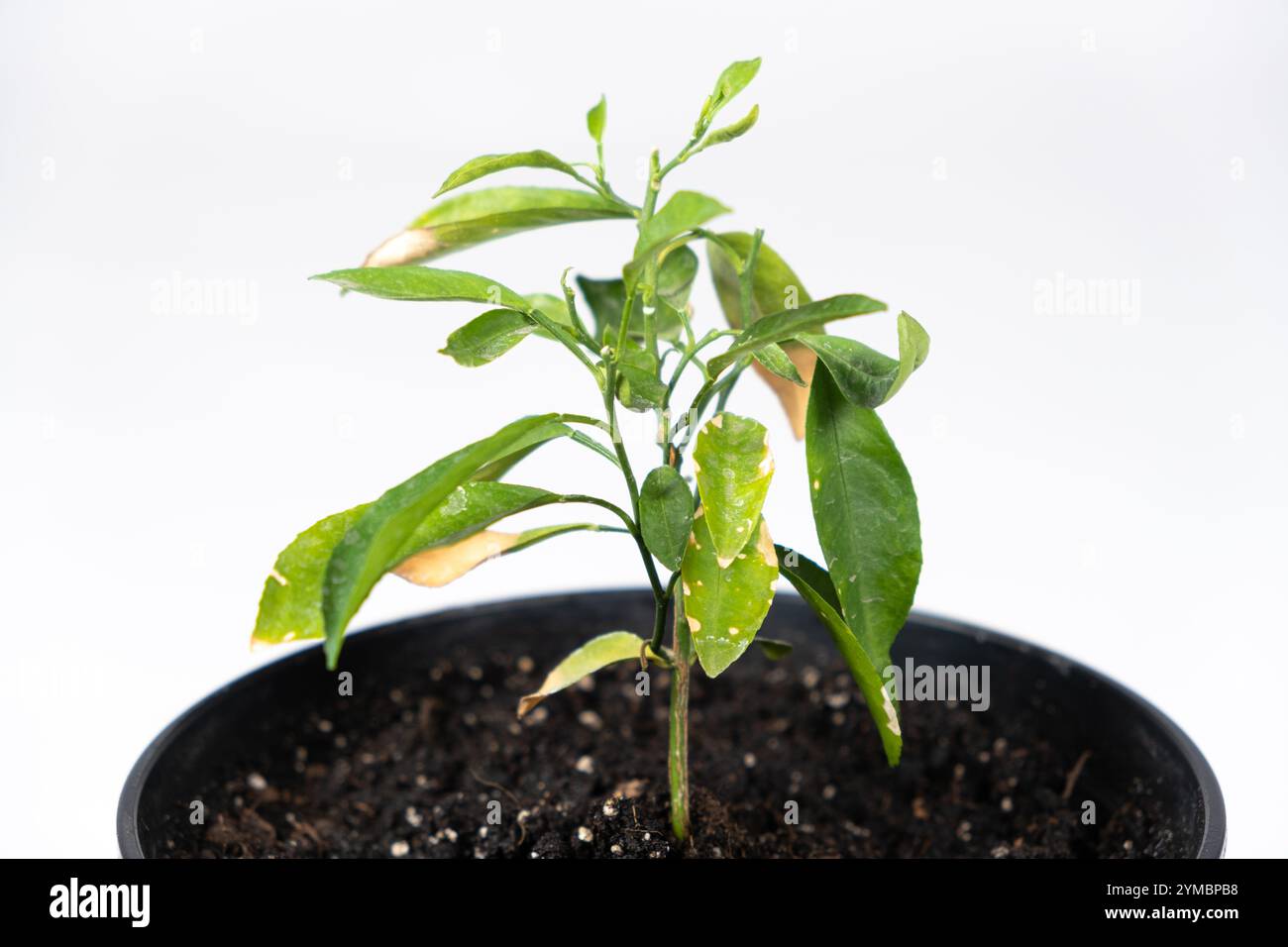 Magnesium deficiency leaves hi-res stock photography and images - Alamy