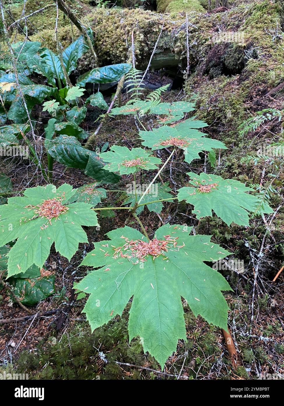 Devil's Club (Oplopanax horridus Stock Photo - Alamy