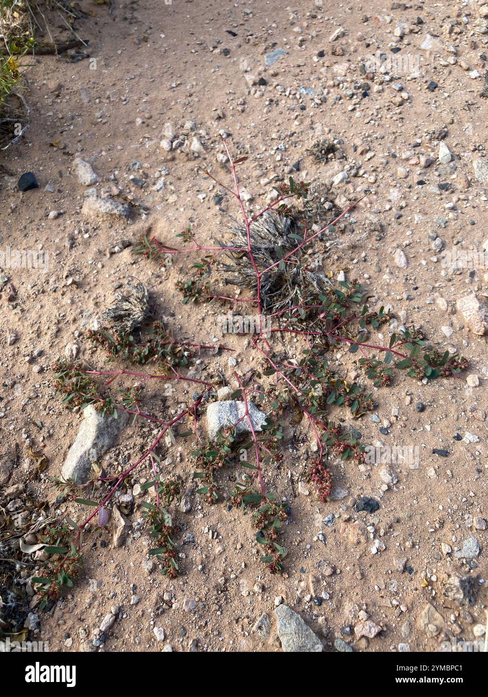 Thymeleaf Sandmat (Euphorbia serpillifolia Stock Photo - Alamy