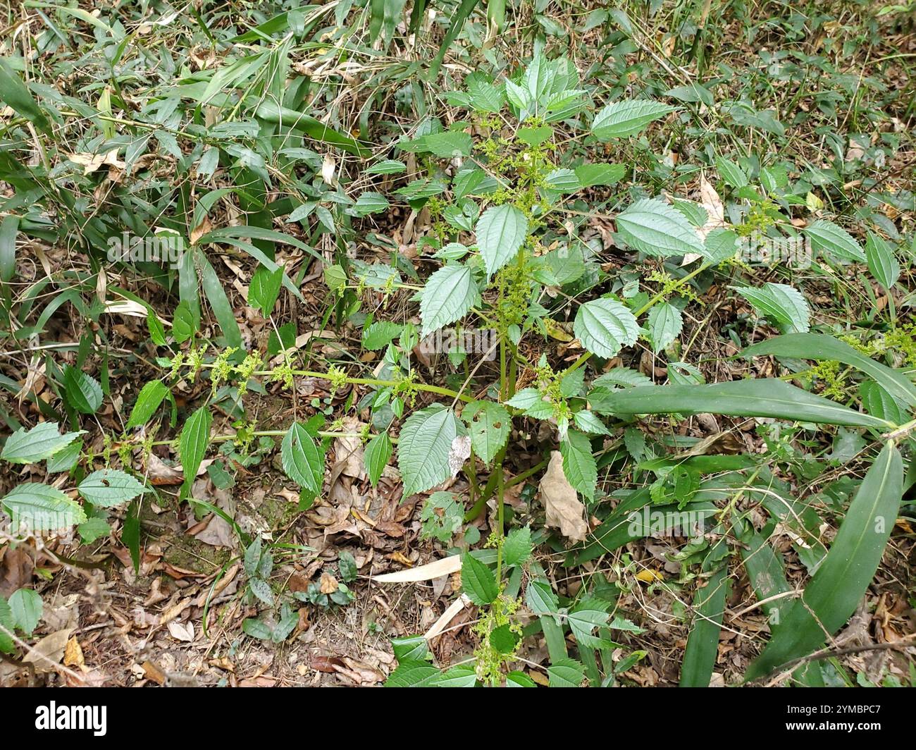 wood nettle (Laportea canadensis Stock Photo - Alamy