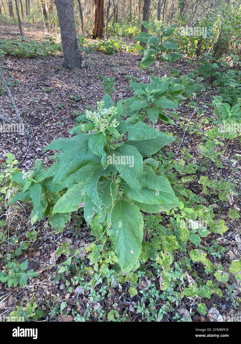 frostweed (Verbesina virginica Stock Photo - Alamy