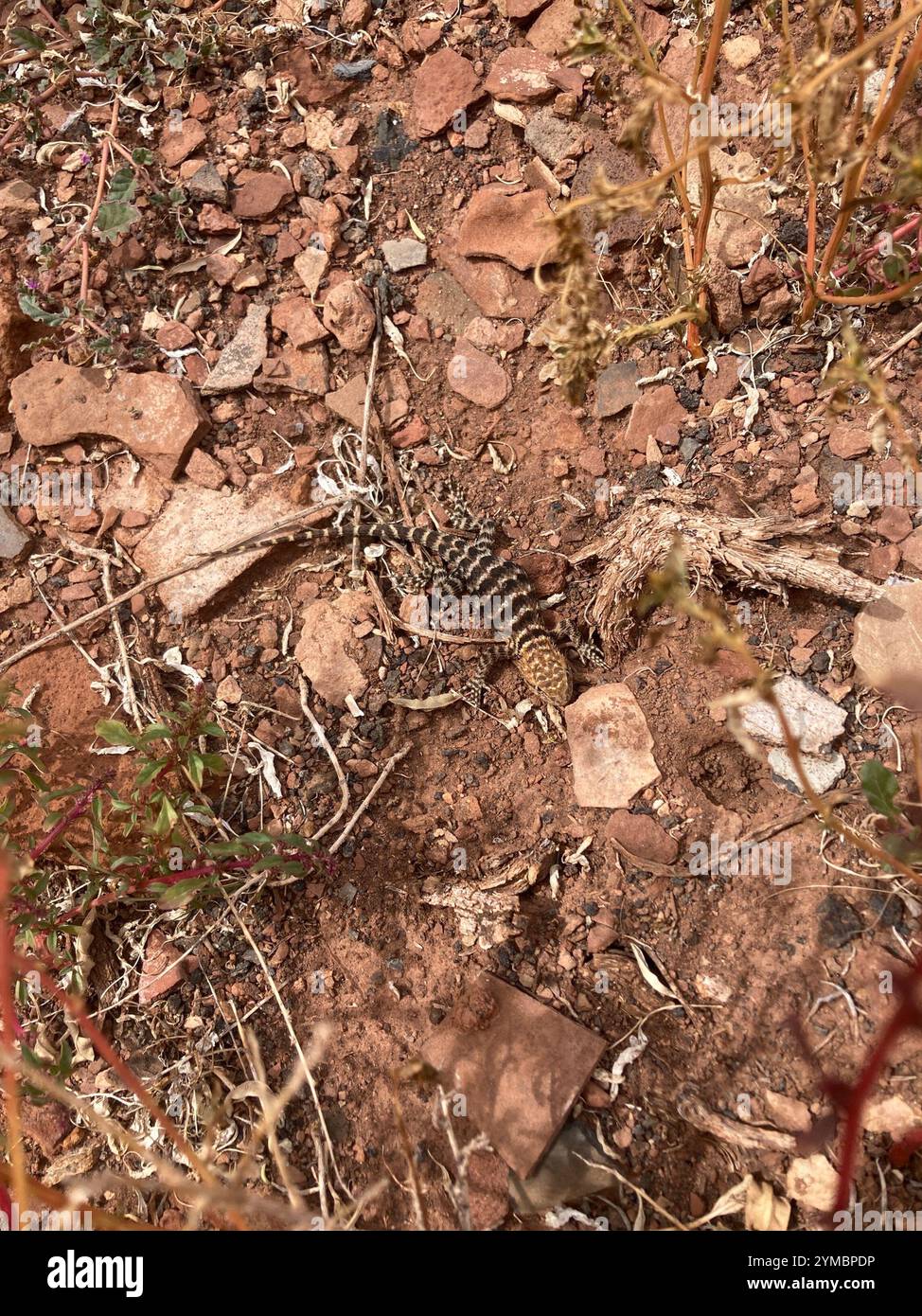 Desert Spiny Lizard (Sceloporus magister Stock Photo - Alamy