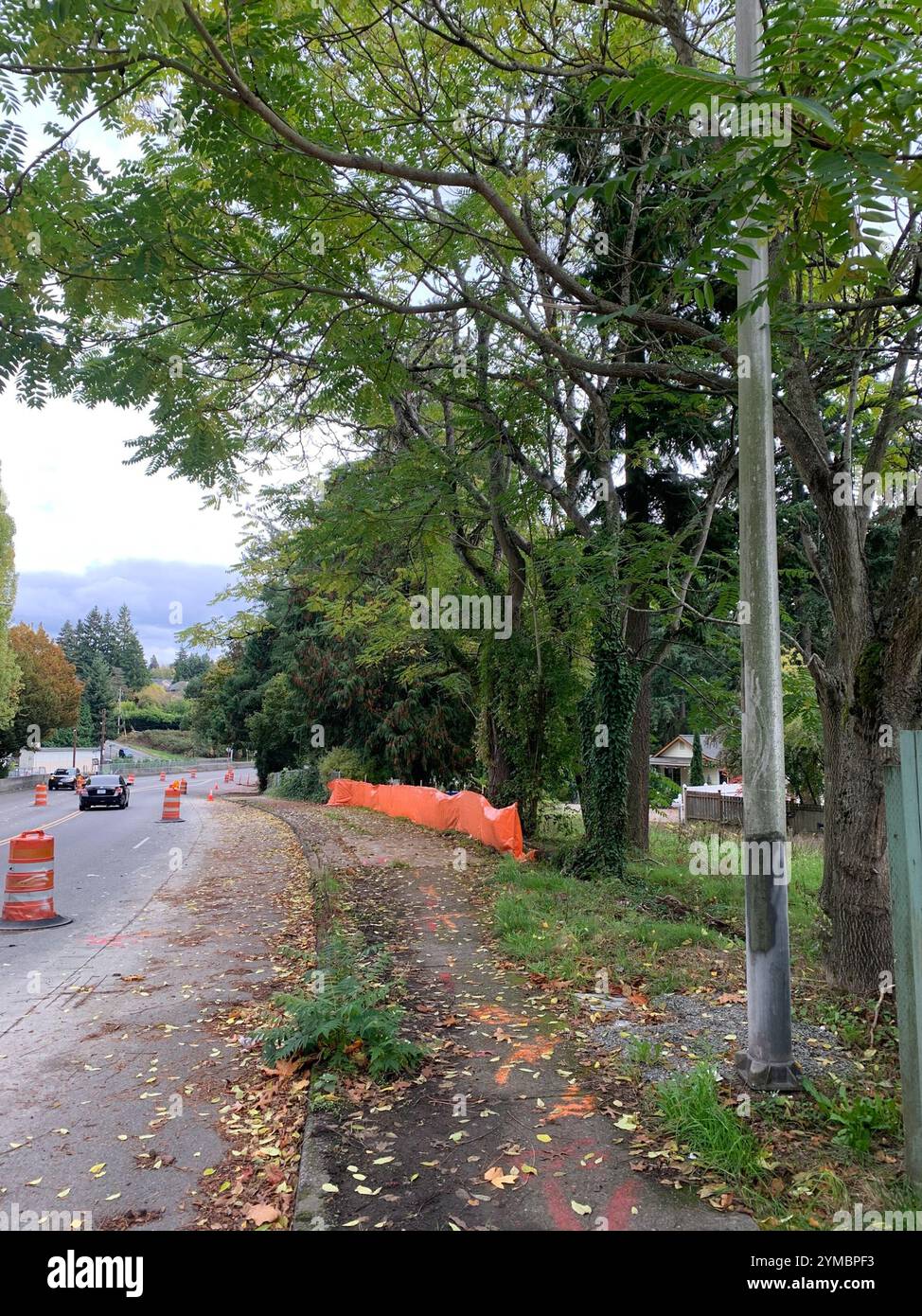 tree-of-heaven (Ailanthus altissima Stock Photo - Alamy
