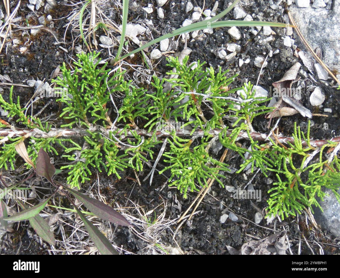 creeping juniper (Juniperus horizontalis Stock Photo - Alamy