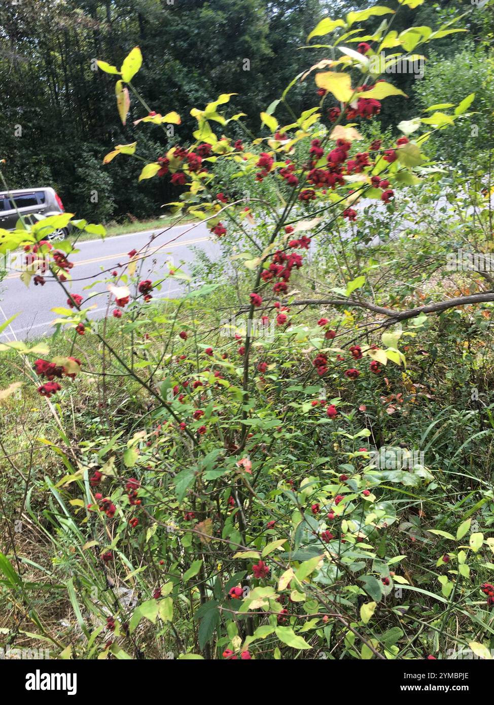 strawberry bush (Euonymus americanus Stock Photo - Alamy