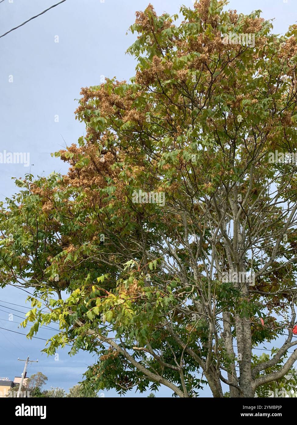 tree-of-heaven (Ailanthus altissima Stock Photo - Alamy