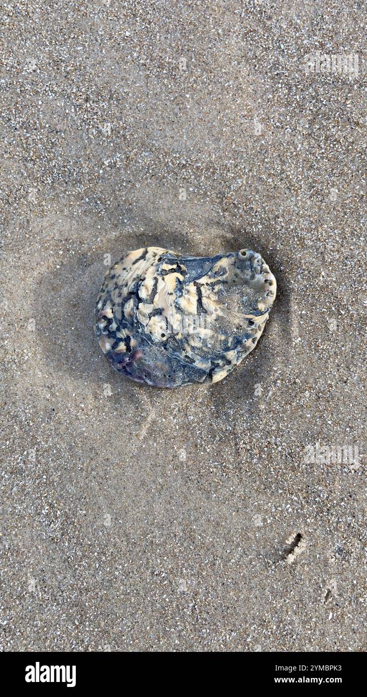 European Flat Oyster (Ostrea edulis Stock Photo - Alamy