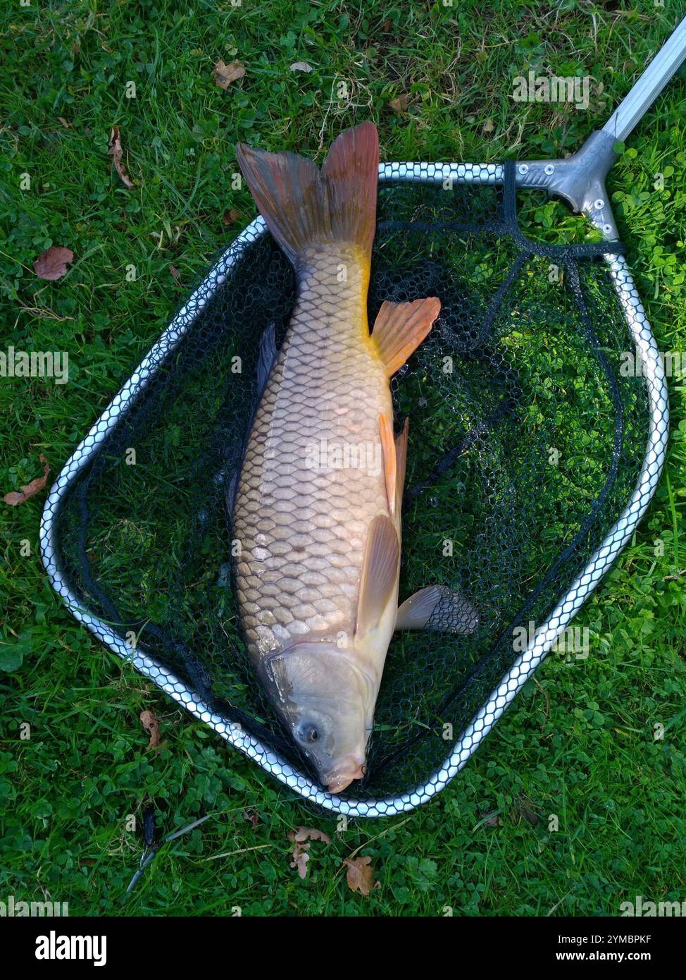 European Carp (Cyprinus carpio Stock Photo - Alamy