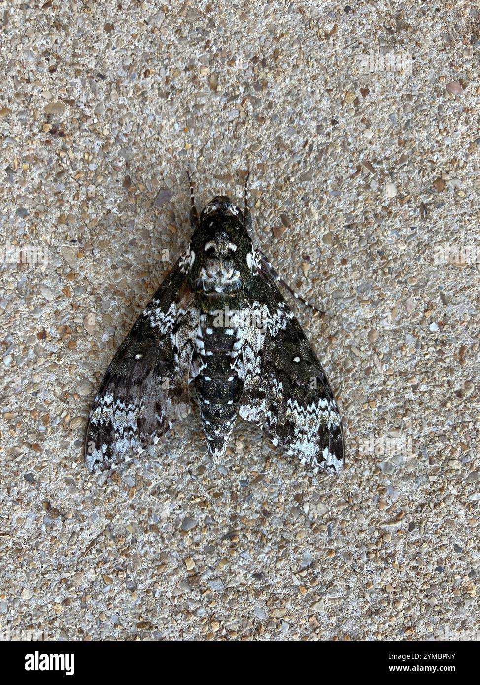 Rustic Sphinx (Manduca rustica Stock Photo - Alamy