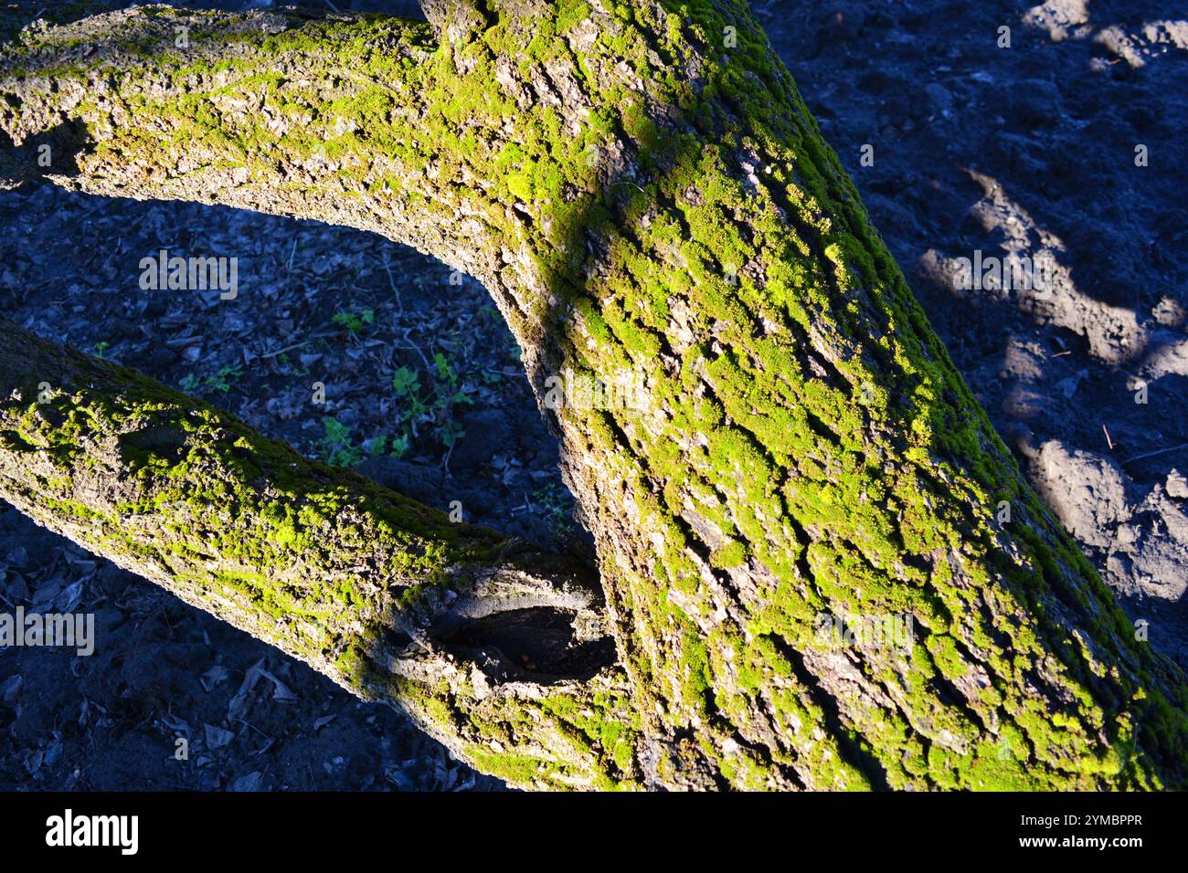 Bright colorful nature under the rays of sunlight. Old, deep tree bark ...