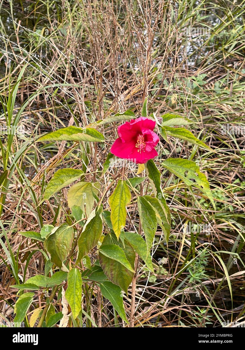 swamp rose mallow (Hibiscus moscheutos Stock Photo - Alamy