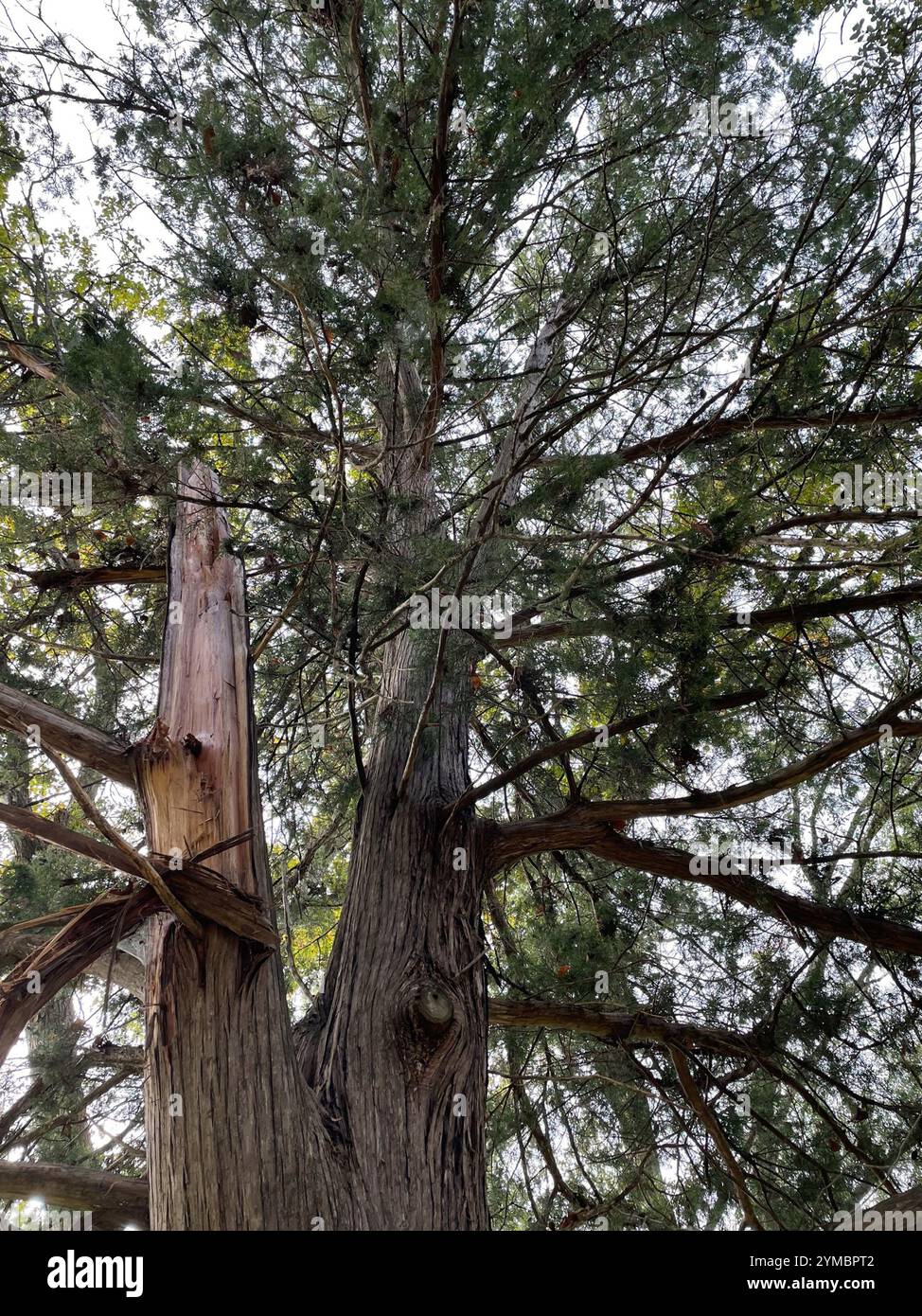 eastern redcedar (Juniperus virginiana Stock Photo - Alamy