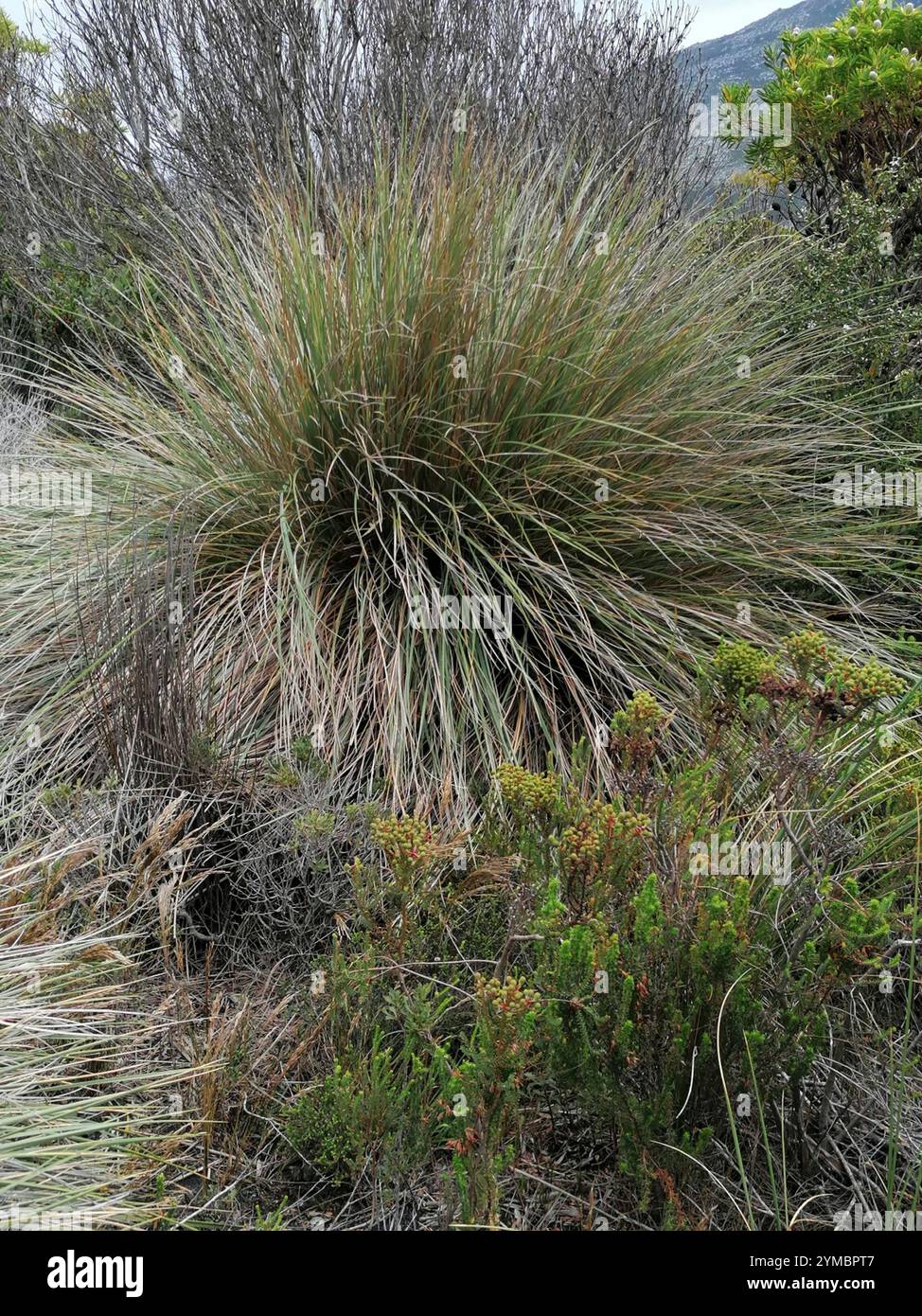(Capeochloa cincta cincta Stock Photo - Alamy