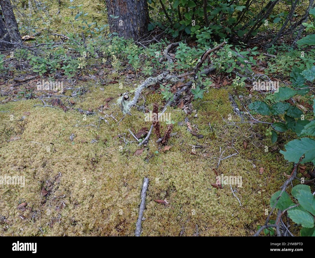 Northern Groundcone (Boschniakia rossica Stock Photo - Alamy