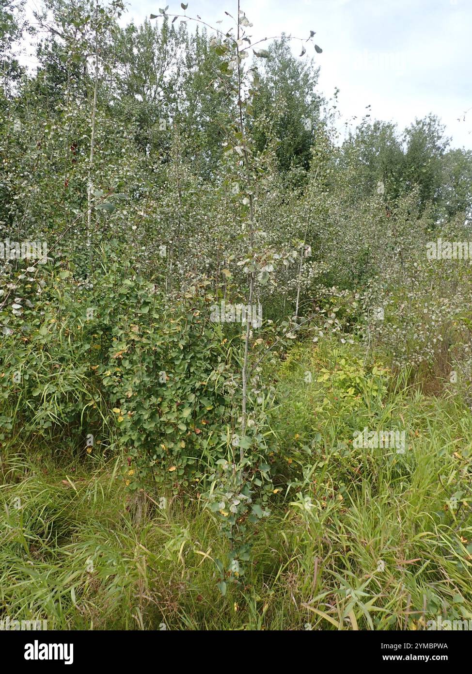 trembling aspen (Populus tremuloides Stock Photo - Alamy