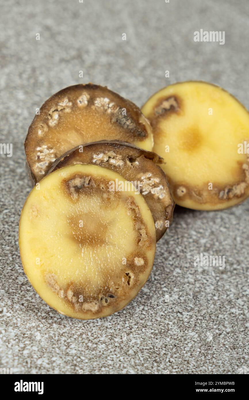 Potato blight mold hi-res stock photography and images - Alamy