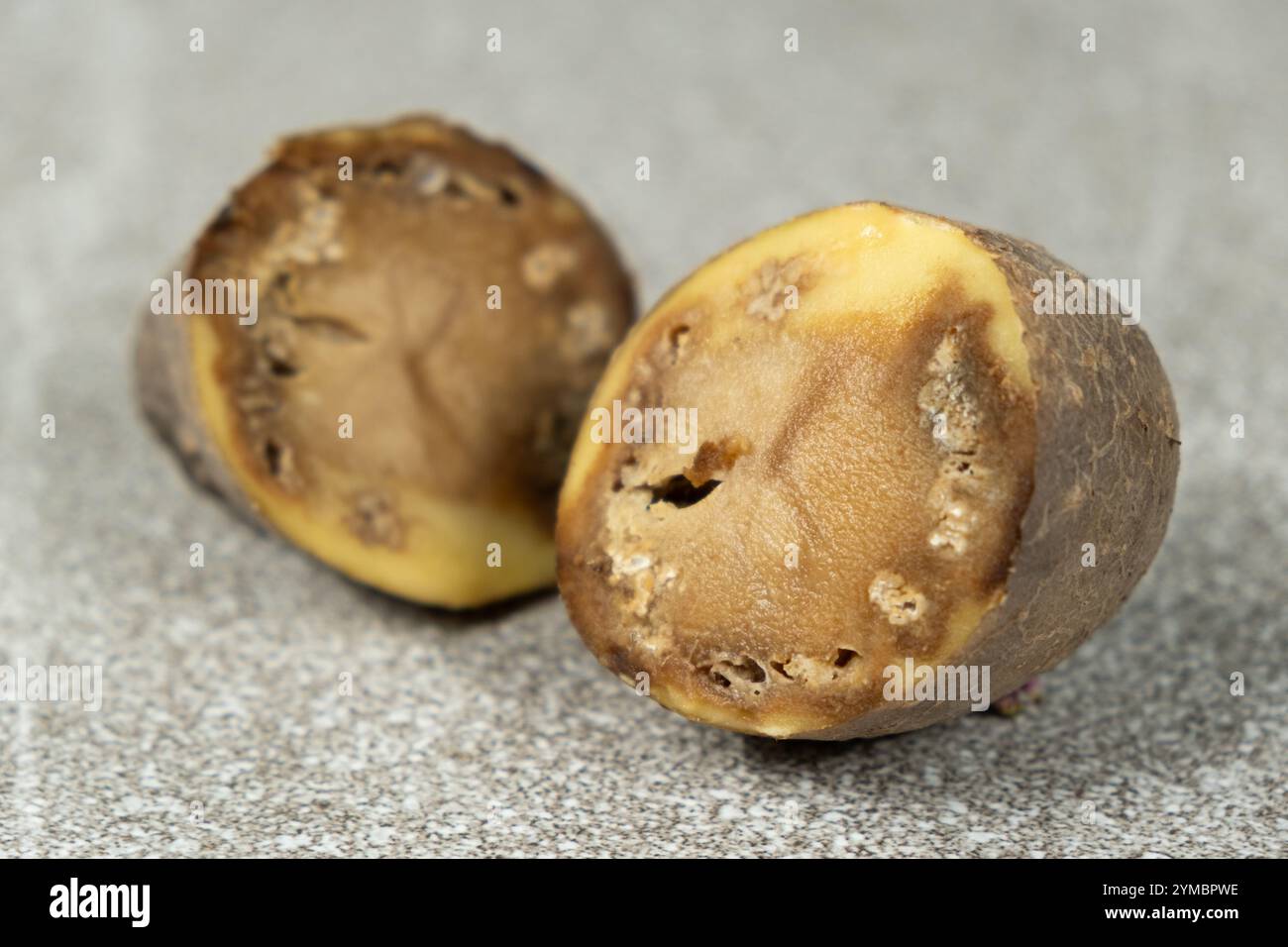 Rotten odor hi-res stock photography and images - Alamy