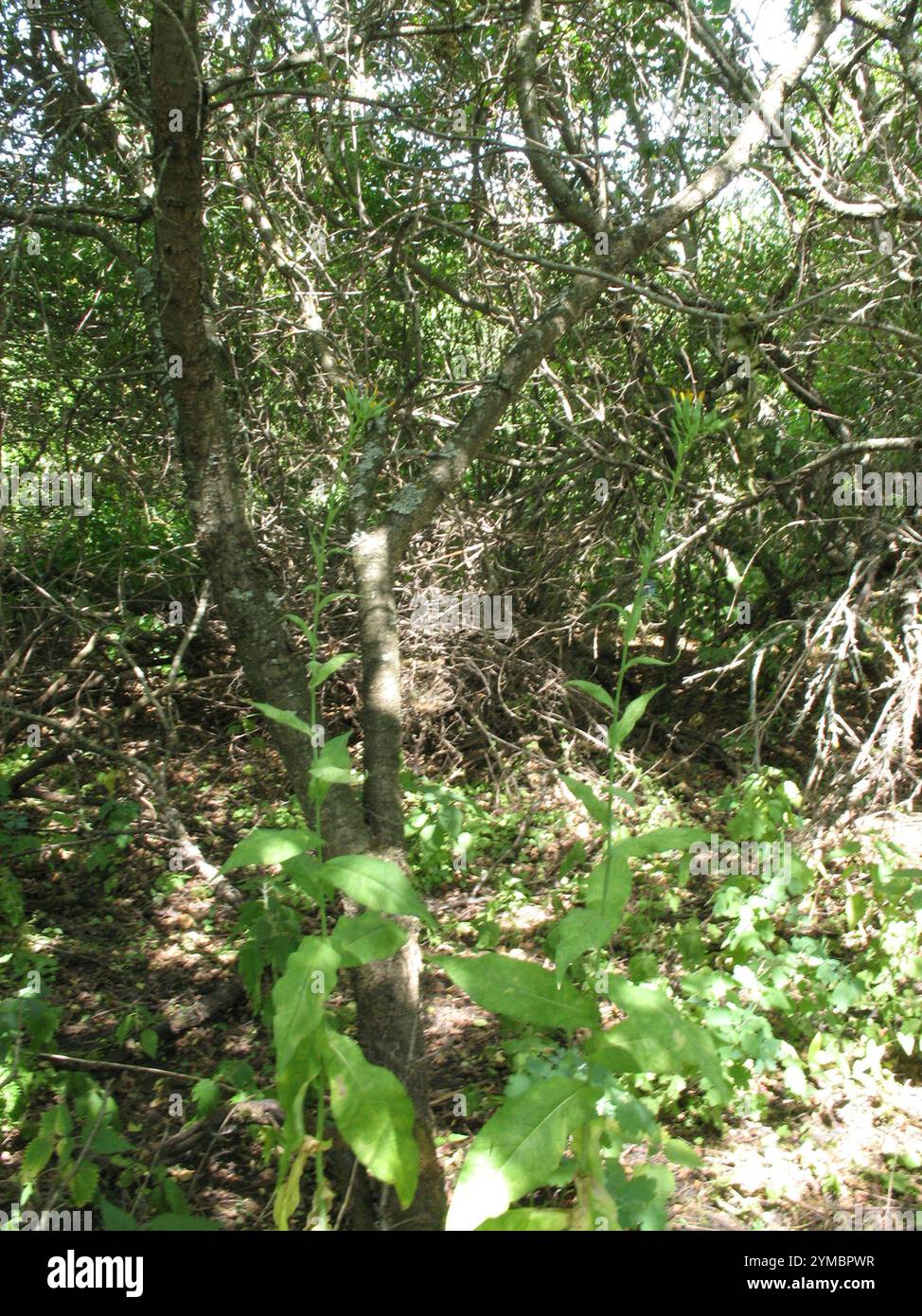 Oak-leaved Lettuce (Lactuca quercina Stock Photo - Alamy