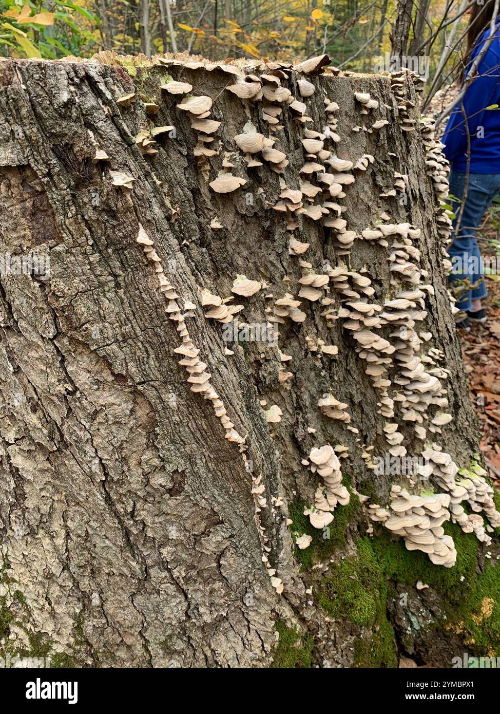 shelf fungi (Polyporales Stock Photo - Alamy