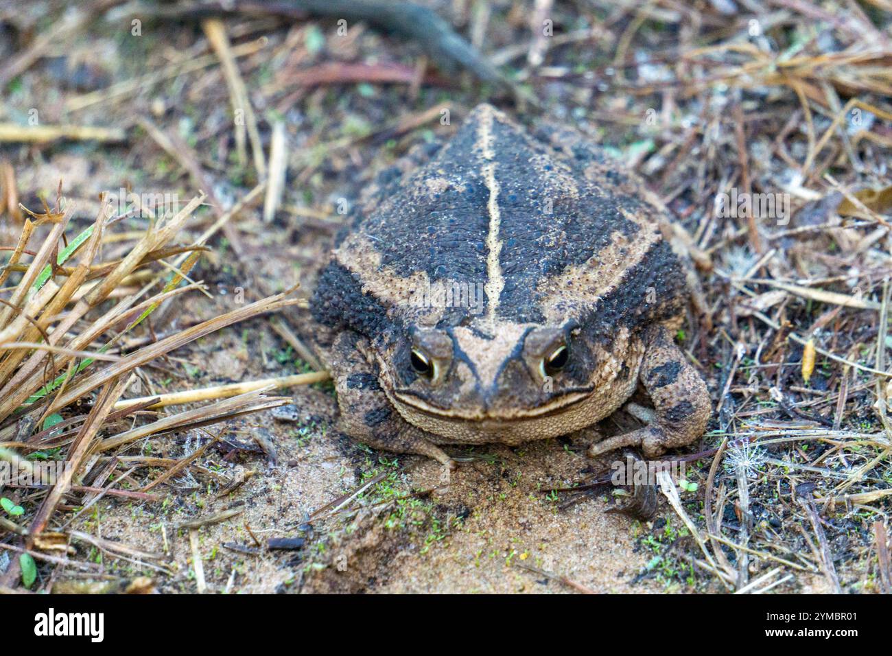 Gulf Coast Toad (Incilius nebulifer Stock Photo - Alamy
