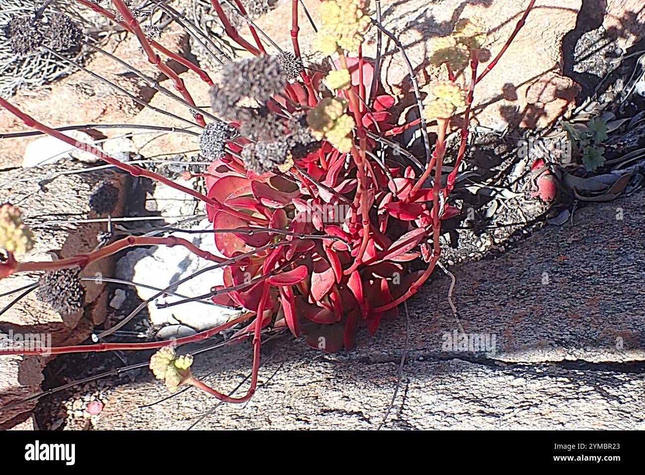 Redpurple Stonecrop (Crassula atropurpurea atropurpurea Stock Photo - Alamy