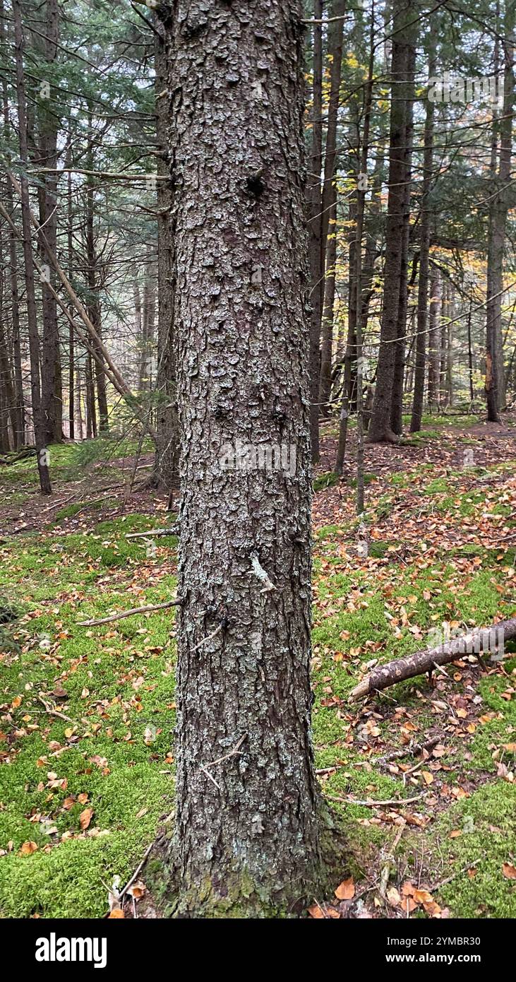 red spruce (Picea rubens Stock Photo - Alamy