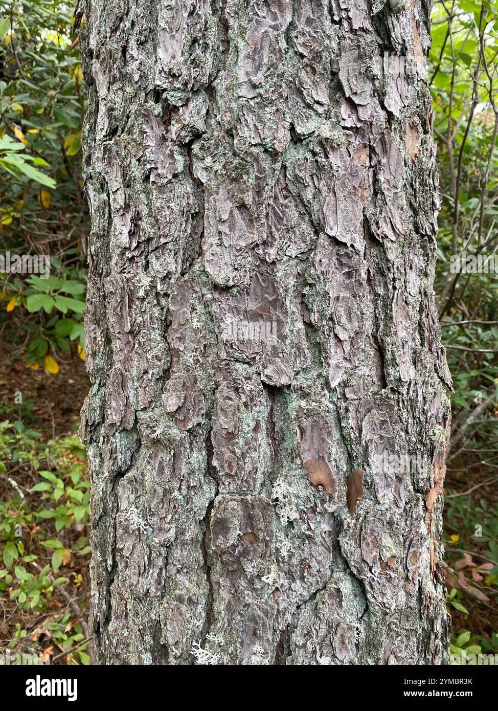 pitch pine (Pinus rigida Stock Photo - Alamy