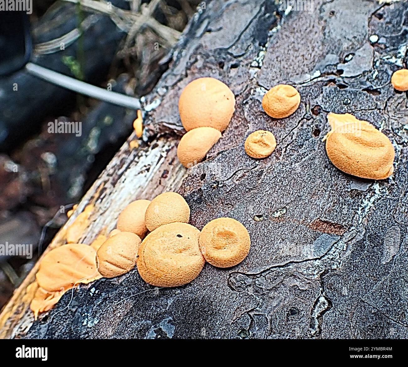 Wolf's Milk (Lycogala epidendrum Stock Photo - Alamy