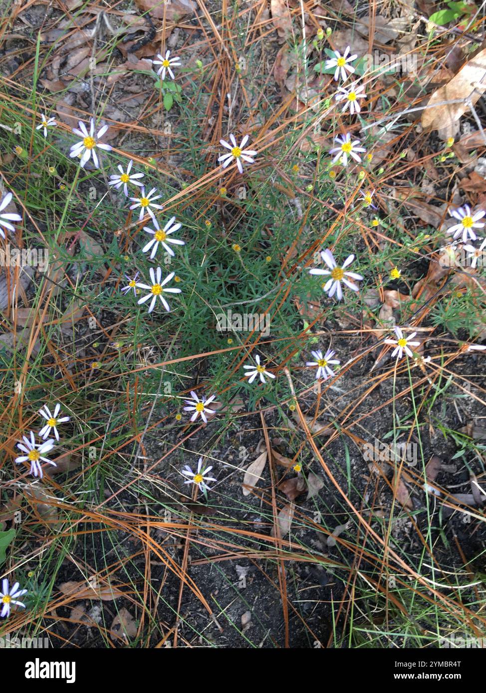 Flax-leaved Aster (Ionactis linariifolia Stock Photo - Alamy