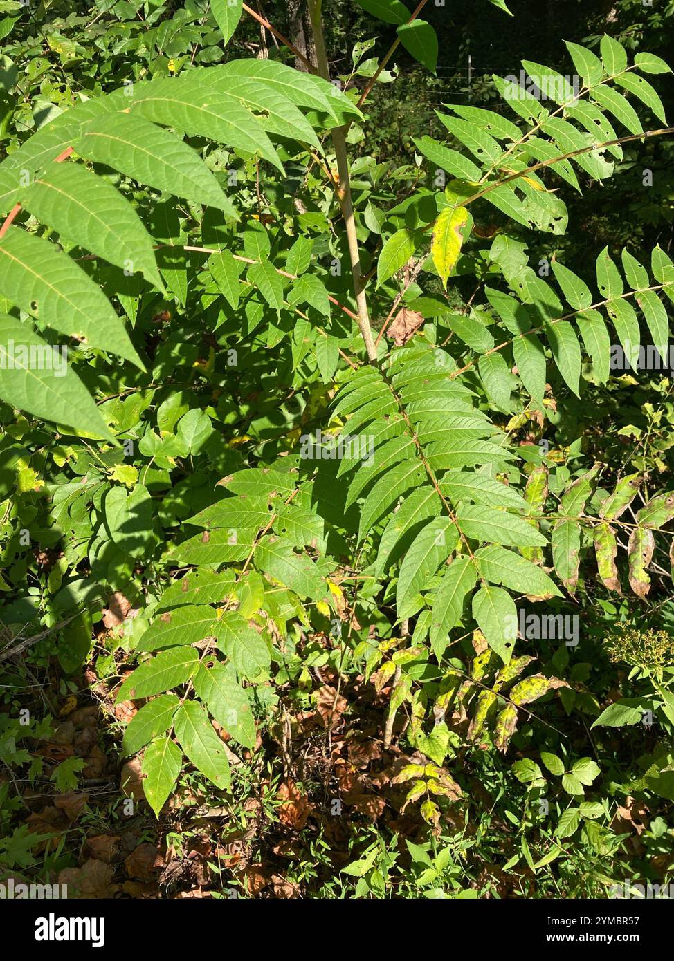 tree-of-heaven (Ailanthus altissima Stock Photo - Alamy