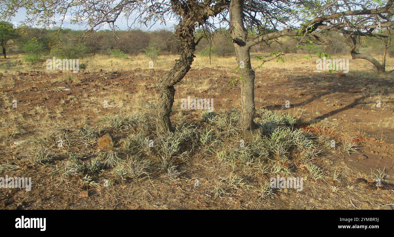 Caustic vine hi-res stock photography and images - Alamy