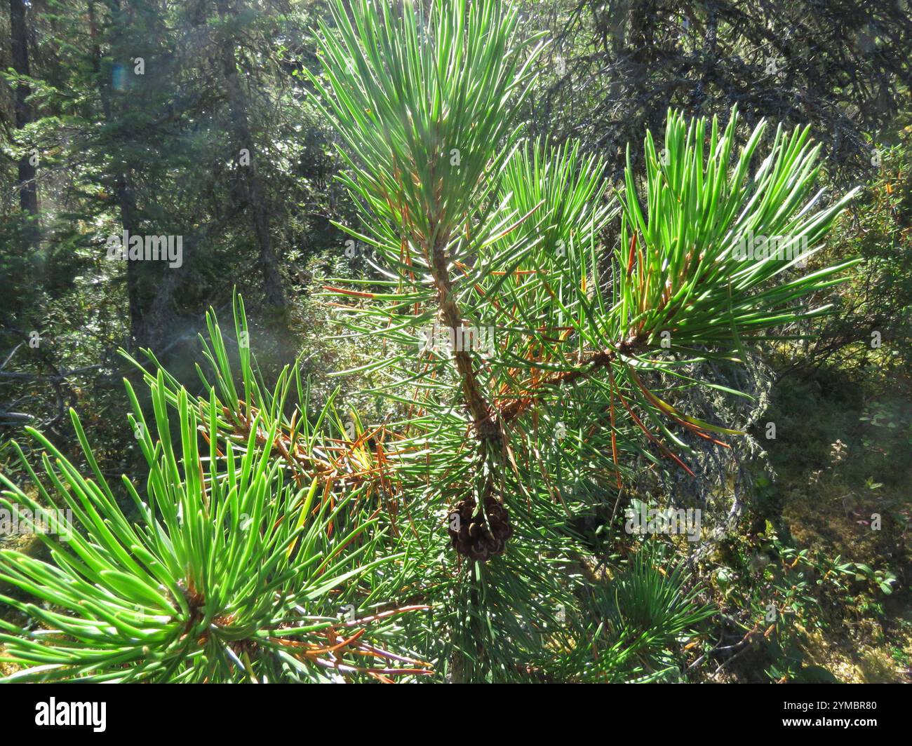 lodgepole pine (Pinus contorta Stock Photo - Alamy