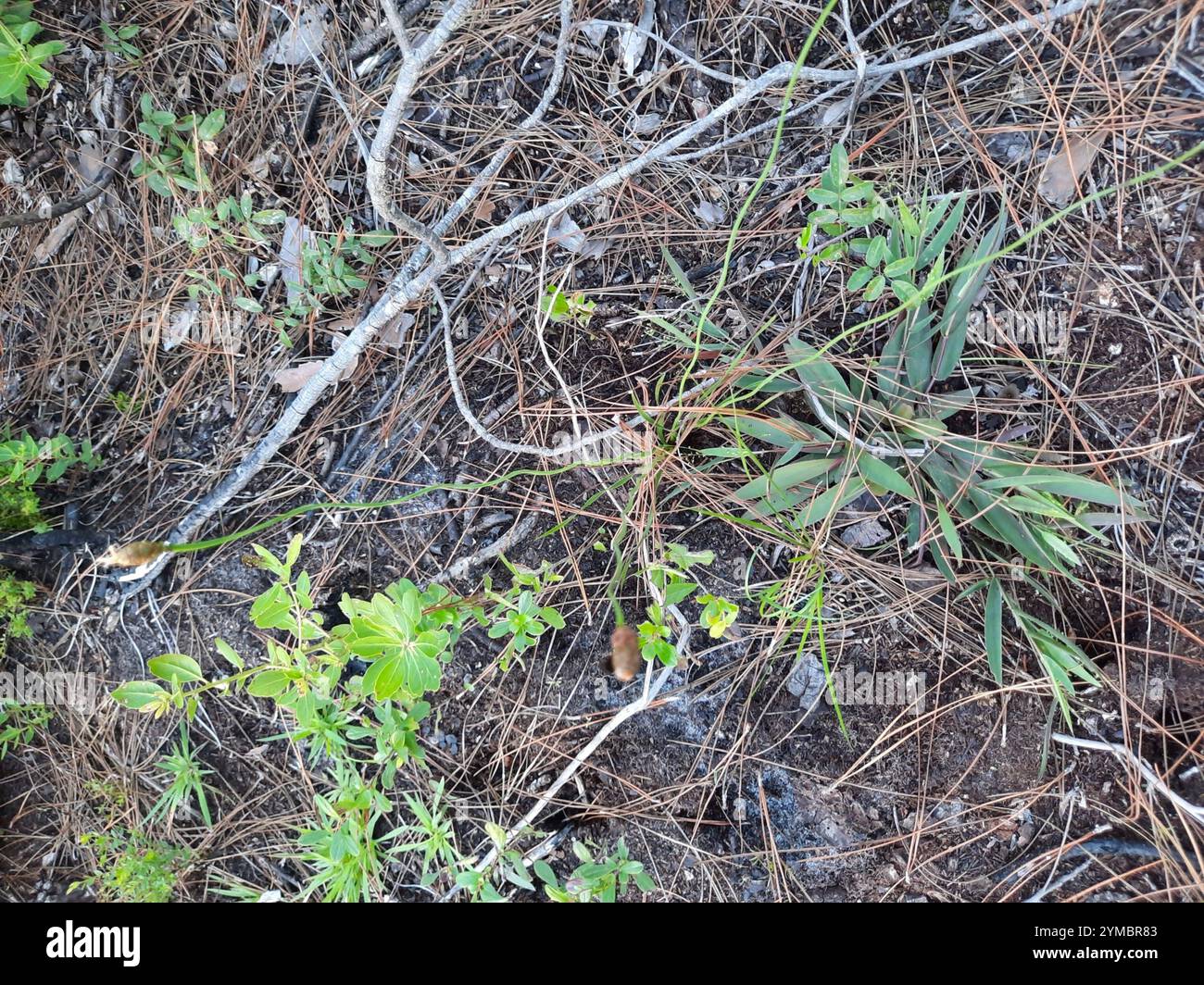 Carolina Yellow-eyed Grass (Xyris caroliniana Stock Photo - Alamy