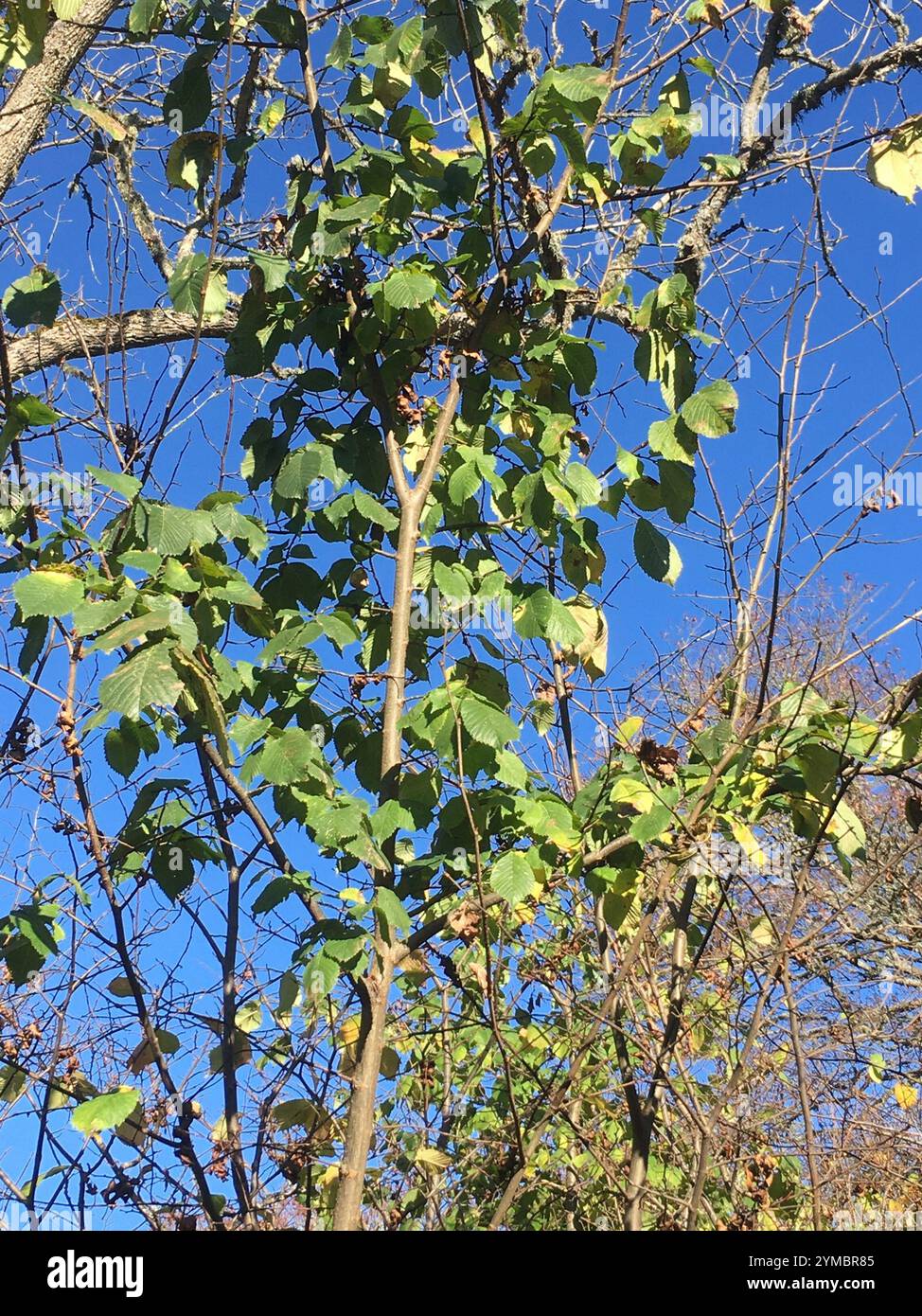 Wych Elm (Ulmus glabra Stock Photo - Alamy