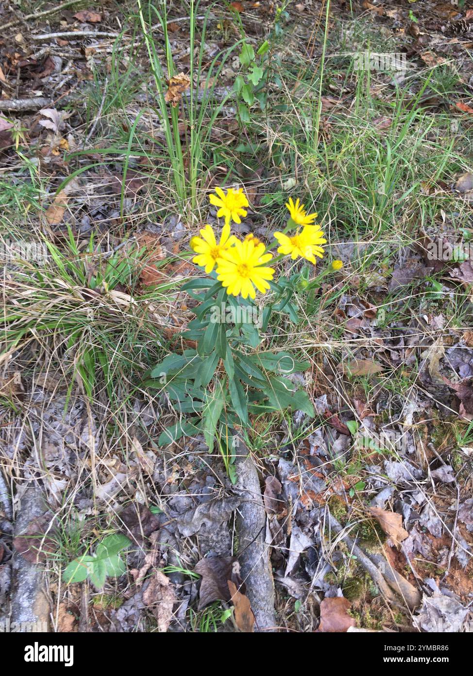 Maryland golden-aster (Chrysopsis mariana Stock Photo - Alamy