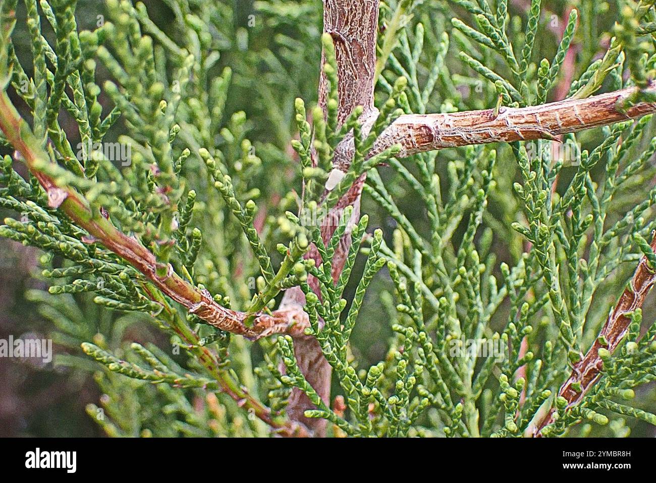 Widdringtonia hi-res stock photography and images - Alamy
