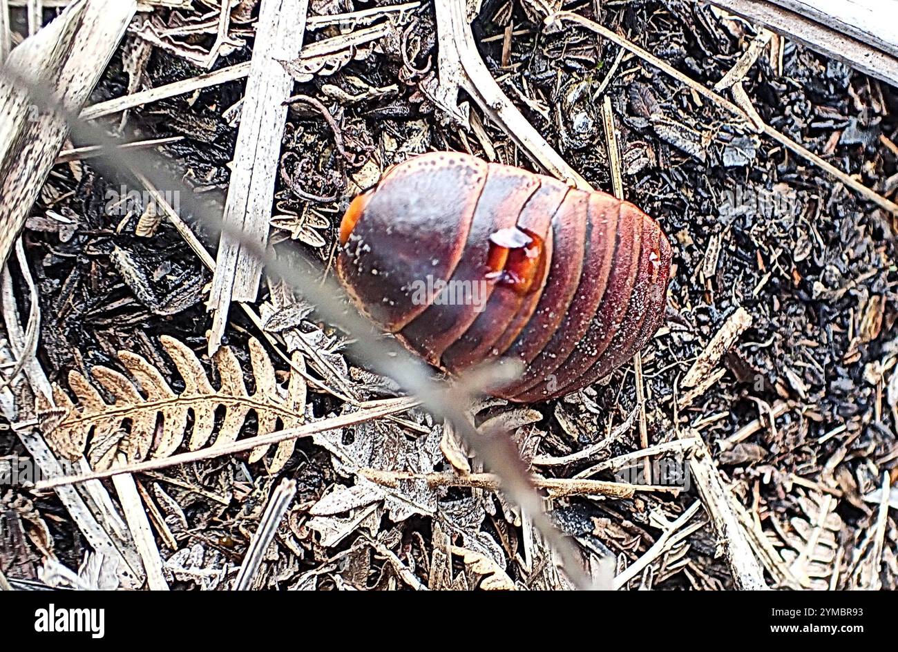 Cape Mountain Cockroach (Aptera fusca Stock Photo - Alamy