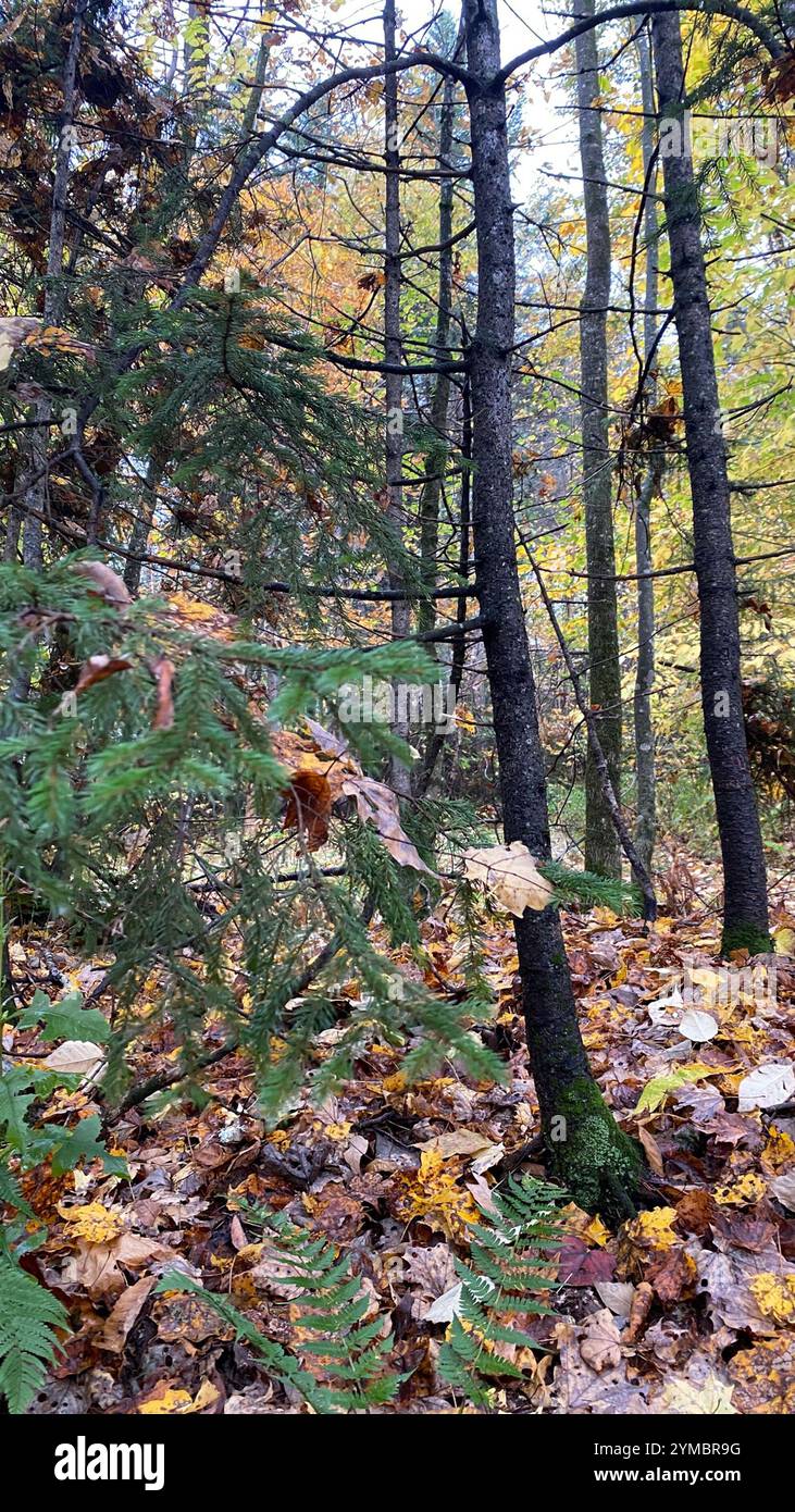 red spruce (Picea rubens Stock Photo - Alamy