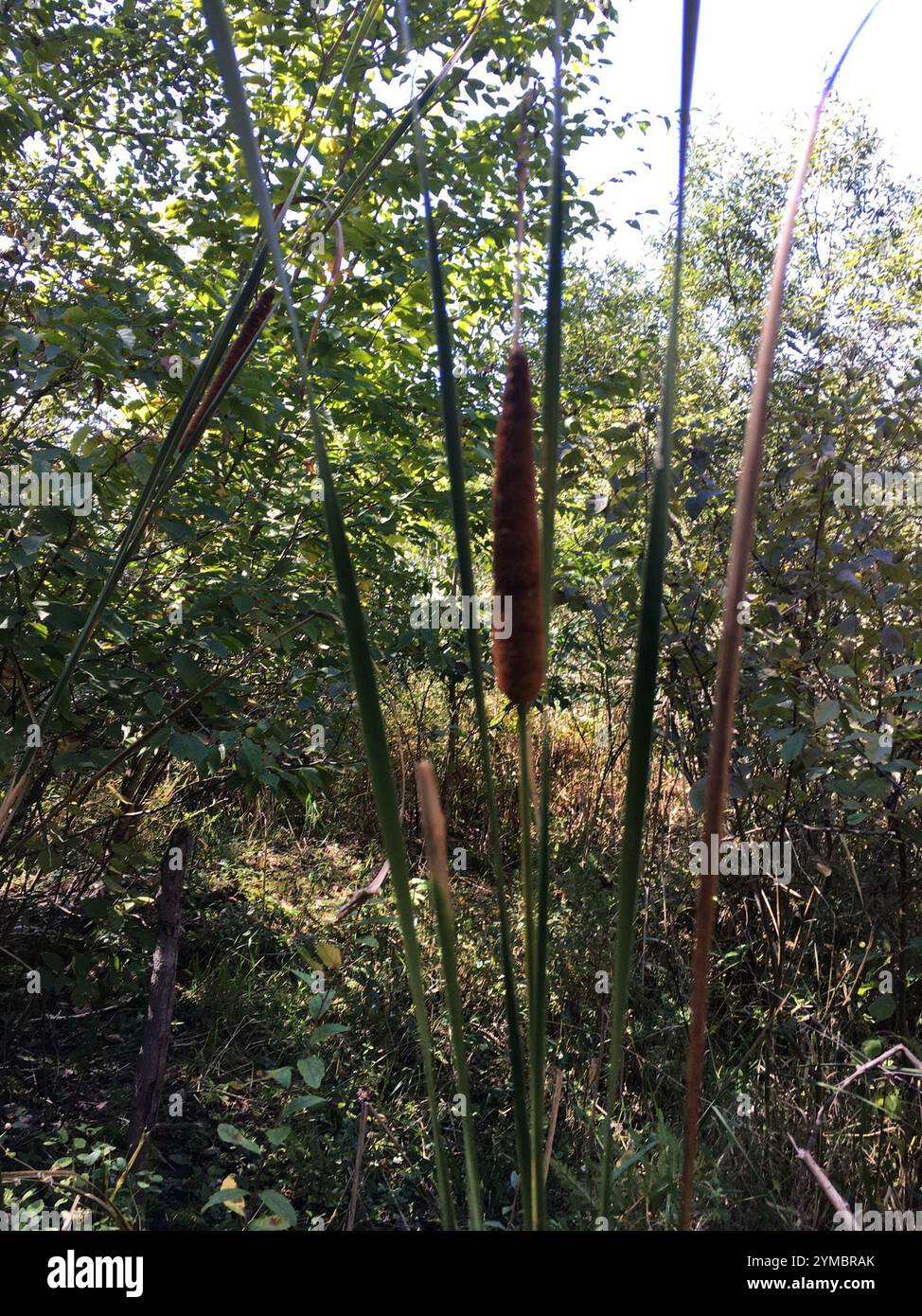 narrow-leaved cattail (Typha angustifolia Stock Photo - Alamy