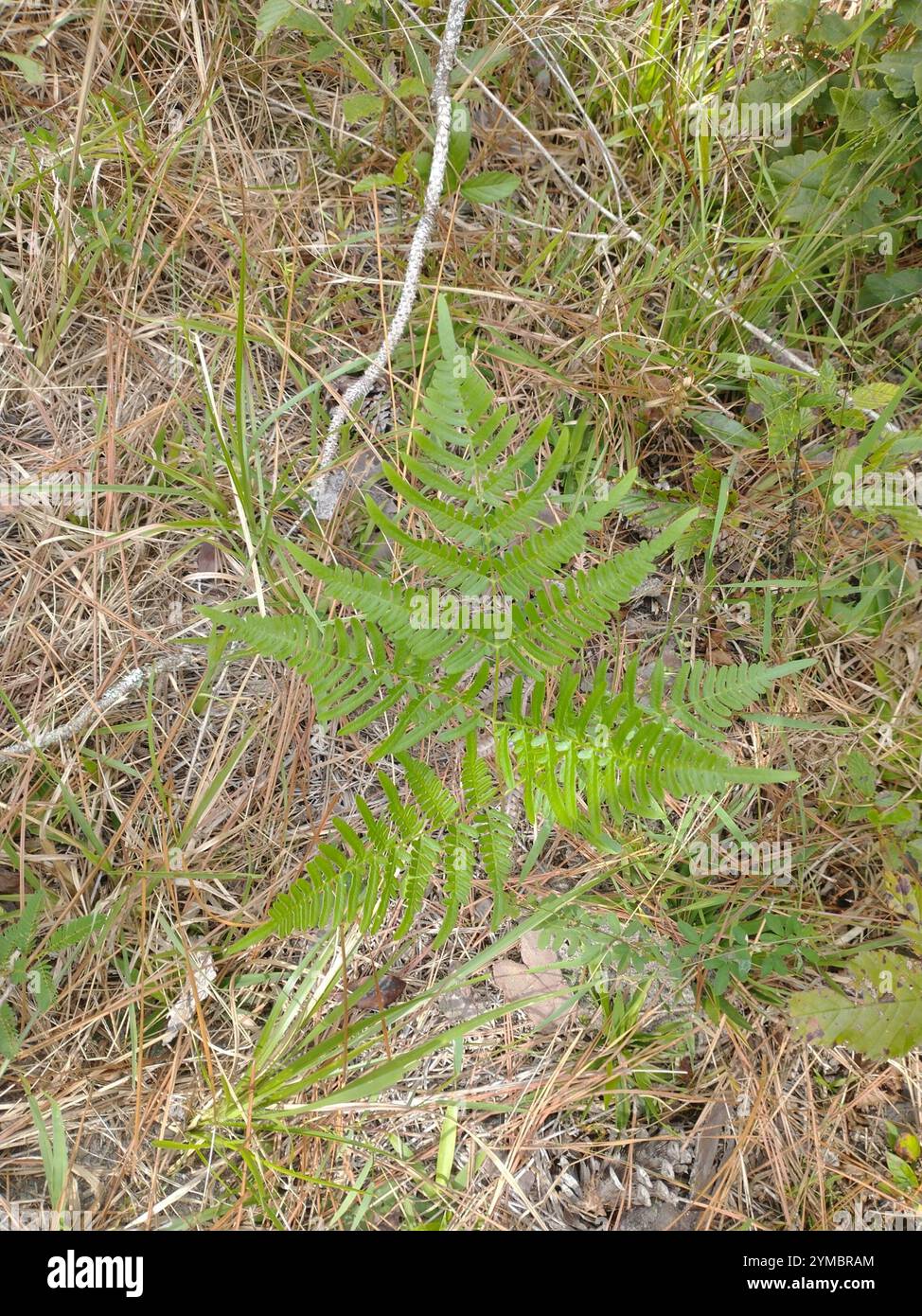 common bracken (Pteridium aquilinum Stock Photo - Alamy